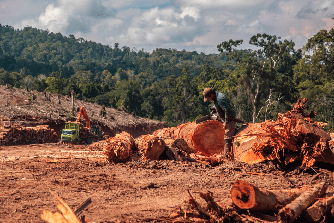 Unheeded Warnings: Forest Biomass Threats to Tropical Forests in Indonesia and Southeast Asia ...
